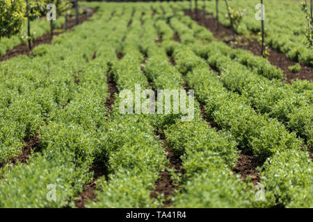 Lentil field. Rows of lentil plants. Agriculture Stock Photo - Alamy