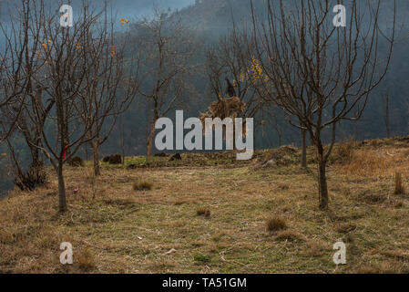 Apple tree ; Ladakh ; Jammu & Kashmir ; India ; Asia Stock Photo - Alamy