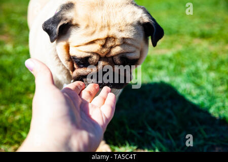 Cute pug dog and female hand with broccoli on blue background Stock ...