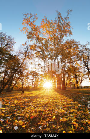 Trees with multicolored leaves on the grass in the park. Maple foliage ...