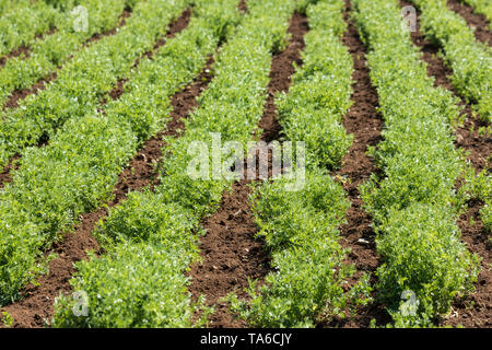 Lentil field. Rows of lentil plants. Agriculture Stock Photo - Alamy
