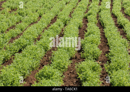 Lentil field. Rows of lentil plants. Agriculture Stock Photo - Alamy