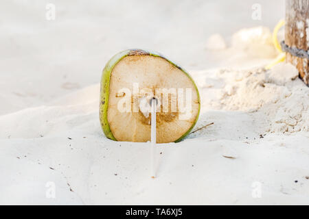 Big fresh coconut with tube inside on sand in sepia Stock Photo - Alamy