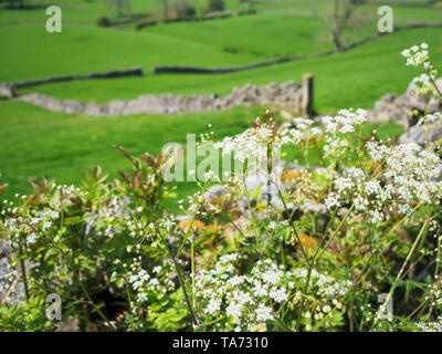 Cow parsley in bloom Stock Photo - Alamy