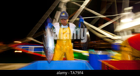 ALBACORE - BONITO DEL NORTE O ATÚN BLANCO (Thunnus alalunga), Santoña ...
