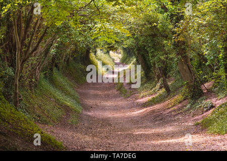 Halnaker Tree Tunnel - a natural tunnel of trees near Chichester ...