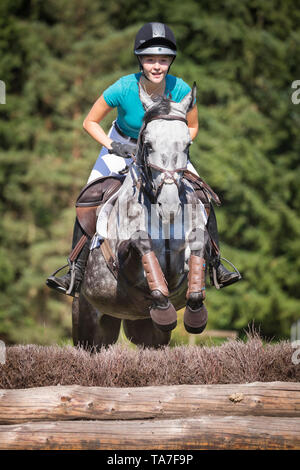 Trakehner. Rider on juvenile grey horse clearing an obstacle during a ...