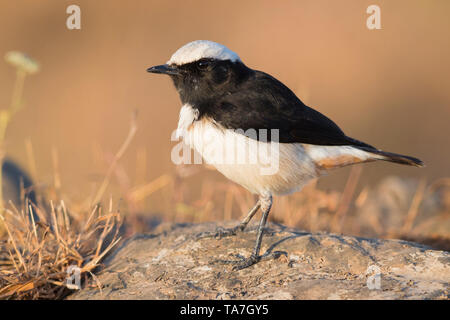 Arabian Wheatear (Oenanthe lugentoides), side view of an adult male ...