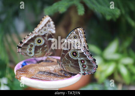 Two beautiful blue Morpho peleides butterfly from Nymphalidae family ...