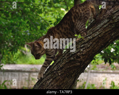 Cat on a pear tree, Felis catus Stock Photo - Alamy
