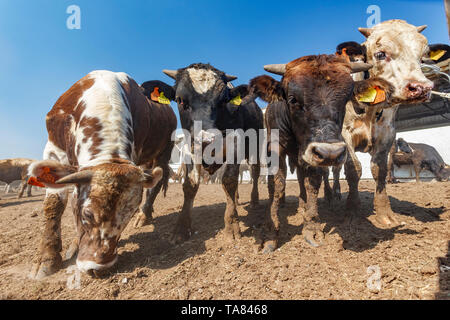 Bulls, organic cattle farm. Marmara region, Turkey Stock Photo - Alamy