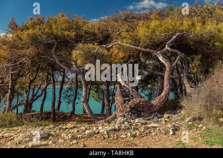 Coniferous Mediterranean Forest in Turkey Stock Photo - Alamy
