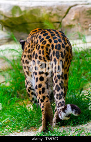 Hunting leopard in wild nature. Predators wildlife Stock Photo - Alamy