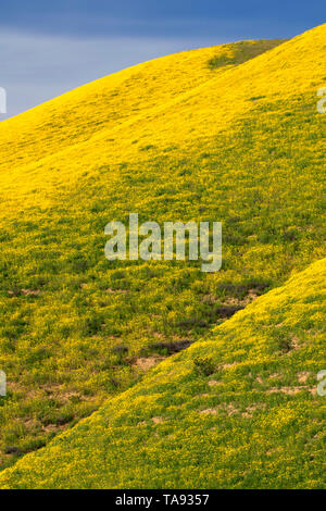 Temblor Range with wildflowers, San Luis Obispo County, California ...