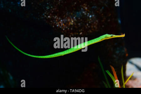 Alligator pipefish swimming fish tank underwater aquarium - Green ...
