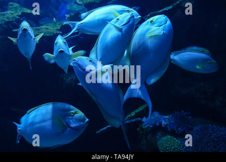 Yellowfin surgeonfish / Group of yellow fin surgeon fish swimming ...