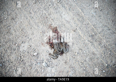 dead flat toad crushed on the yellow asphalt road by car accident in ...