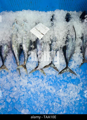 ALBACORE - BONITO DEL NORTE O ATÚN BLANCO (Thunnus alalunga), Santoña ...