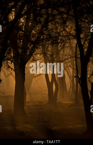 dhok tree, Ranthambhore national park, rajasthan, India, Asia Stock ...