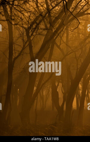 dhok tree, Ranthambhore national park, rajasthan, India, Asia Stock ...