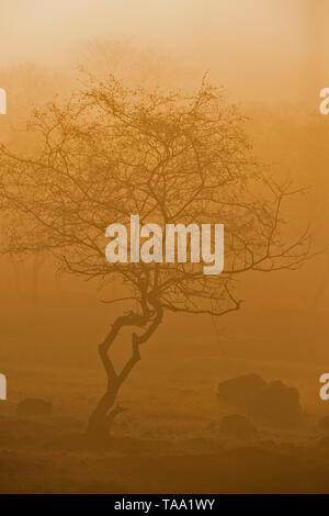 dhok tree, Ranthambhore national park, rajasthan, India, Asia Stock ...