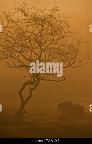dhok tree, Ranthambhore national park, rajasthan, India, Asia Stock ...