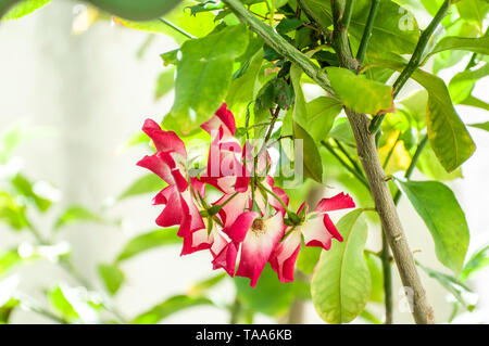 Red Yellow Rosa Cocktail Meimick Shrub Rose Stock Photo - Alamy