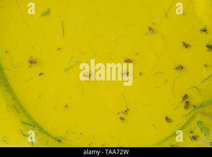 Flypaper with trapped flies. Flypaper is a fly-killing product made of ...