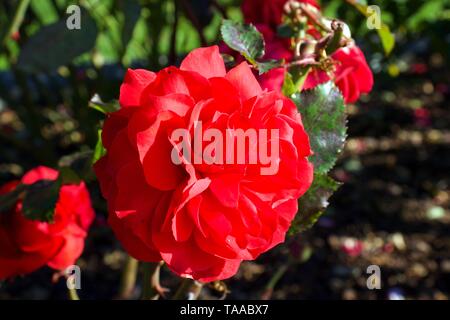 Red rose Allotria Stock Photo - Alamy