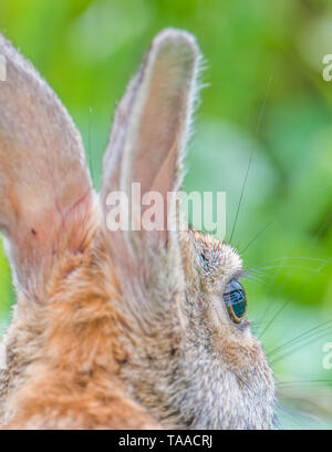 Eastern cottontail rabbit closeup - near the Minnesota River in the ...