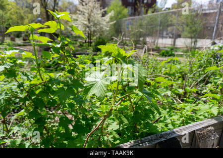 In the spring Cabbage Town in Toronto is full of beautiful magnolias ...