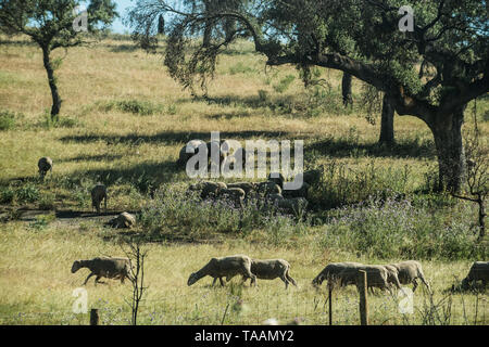 Extremadura, Spain, May 2019 Stock Photo - Alamy