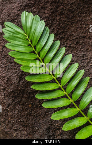 Lush green tropical leaves texture with water drops Stock Photo - Alamy