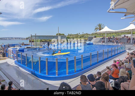 Dolphin show in Marineland Mallorca Majorca Balearic Spain Europe Stock ...