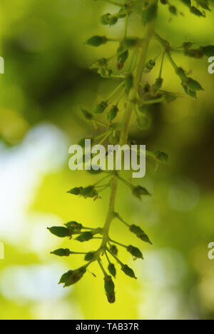 Grapevine with baby grapes and flowers - flowering of the vine with ...