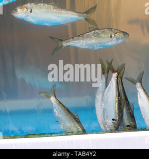 Fish in aquarium, Seoul, South Korea Stock Photo - Alamy
