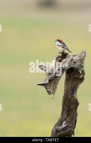 Woodchat shrike (Lanius senator) from his watchtower in the meadow ...