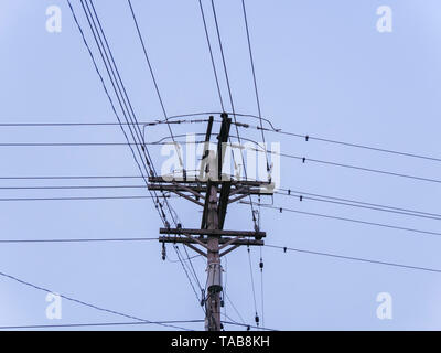 Utility pole supporting wires for electrical power distribution ...