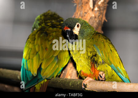 Blue-winged macaws (Primolius maracana Stock Photo - Alamy