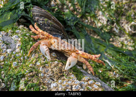 asia asian crab crabs crustacean crustaceans edible food foods delicacy ...
