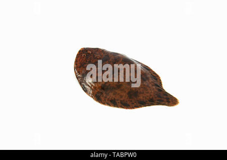 sole fish isolated / freshwater sole or river sole fish fresh isolated ...