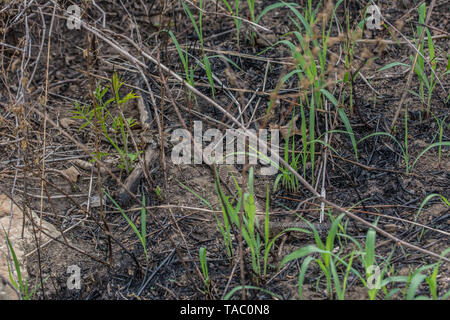 Timber Rattlesnake (Crotalus horridus) from Chatauqua County, Kansas ...