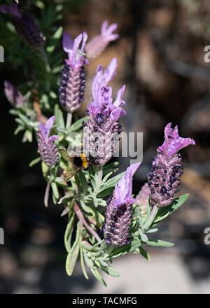 UK, Leicestershire - May 2019: Bee collecting pollen from French ...
