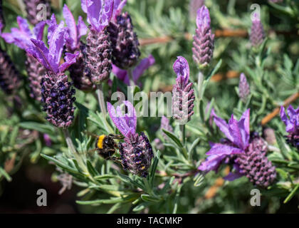 UK, Leicestershire - May 2019: Bee collecting pollen from French ...