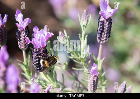 UK, Leicestershire - May 2019: Bee collecting pollen from French ...