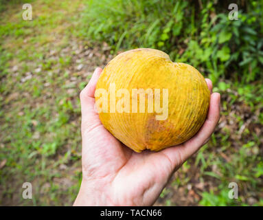 Santol (Sandoricum koetjape) ripe fruit on tree, Palawan Stock Photo ...