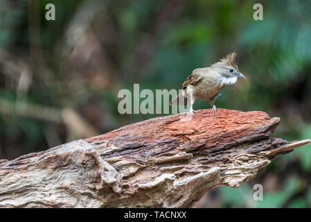 Lovely bird-Ochraceous Bulbul (Alophoixus ochraceus) perched Stock ...