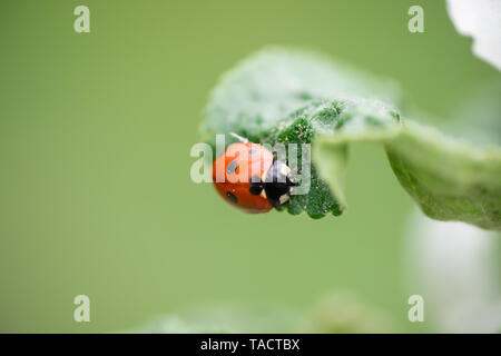 Red ladybug on apple tree flower macro close-up Stock Photo - Alamy