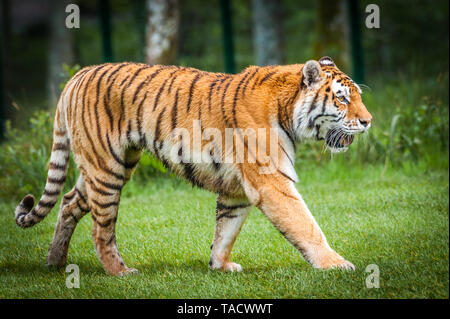 White Bengal tiger at Longleat Safari Park near Warminster England ...