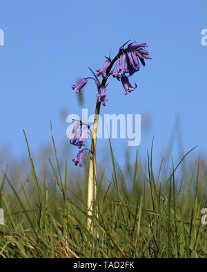 South Pennine flowers Stock Photo - Alamy